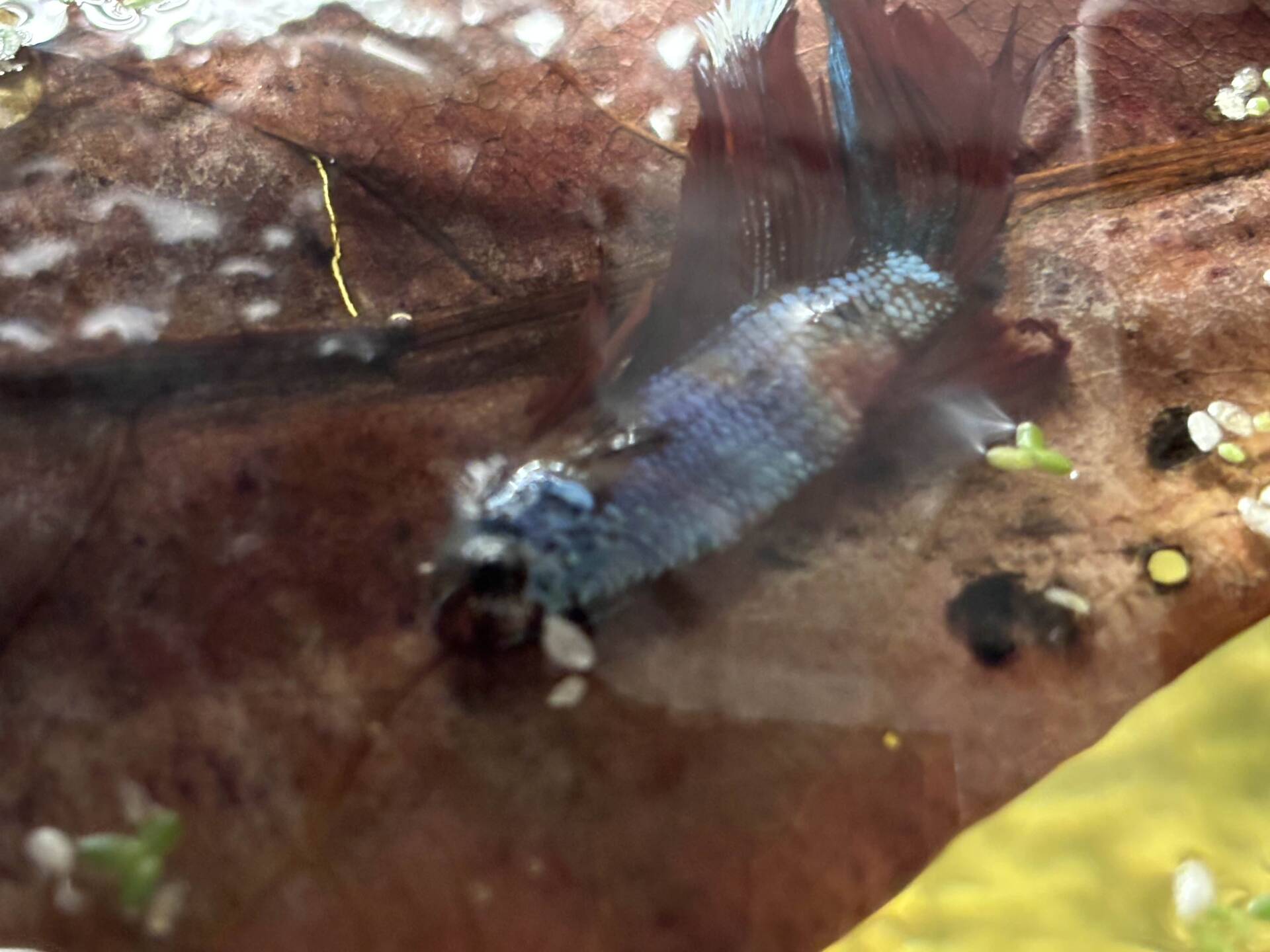 Fuzzy infection on betta - columnaris or something else? How do I help ...