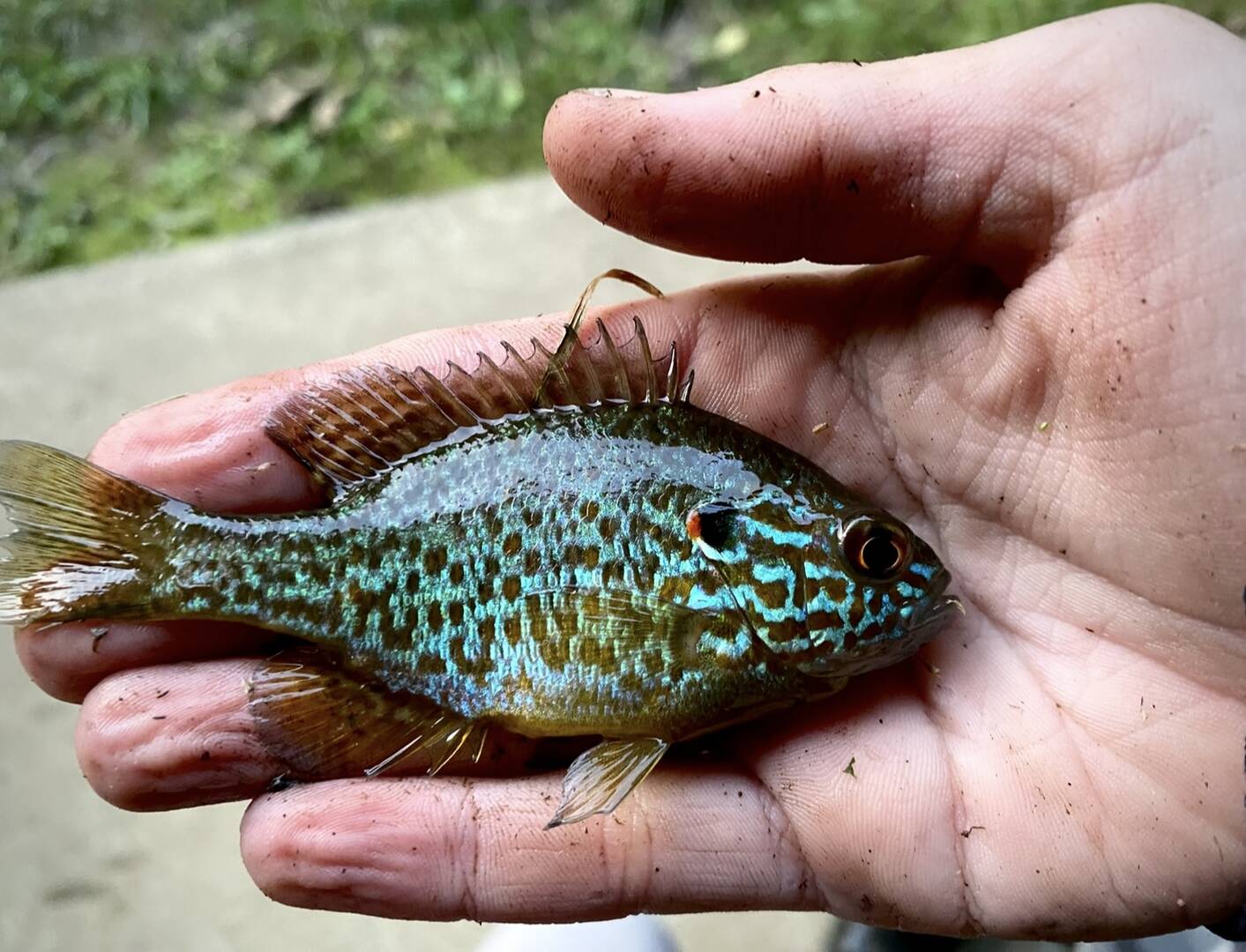 Has anyone ever successfully kept full size bluegill/sunfish in an ...