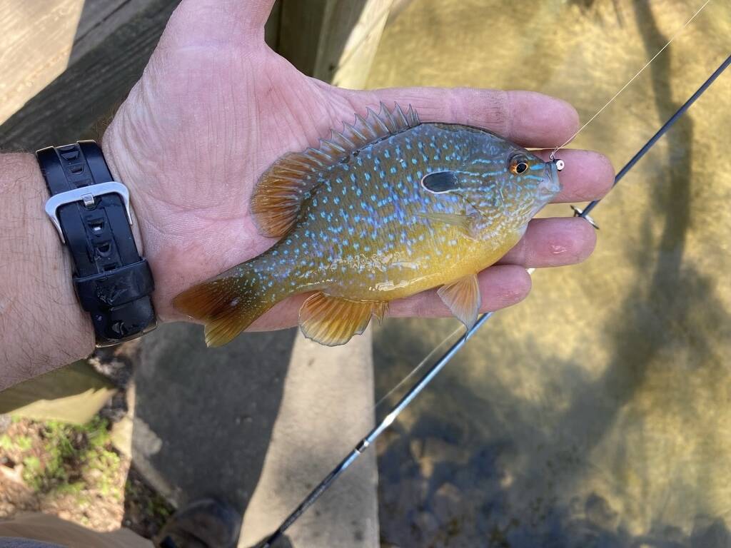 Has anyone ever successfully kept full size bluegill/sunfish in an ...