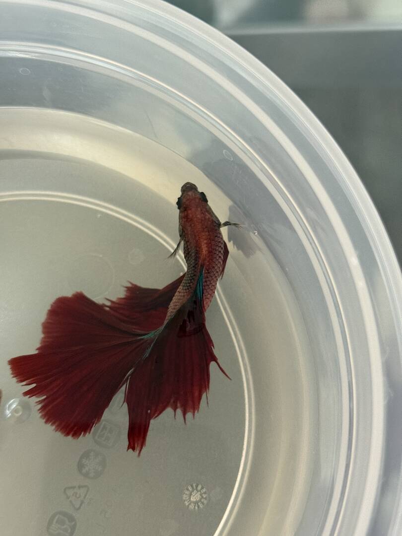 Betta fish swim bladder disease or dropsy? - Diseases - Aquarium Co-Op ...