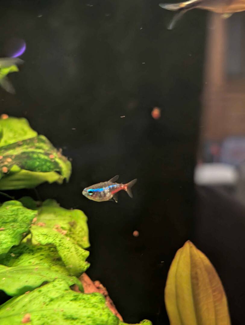 Neon Tetra Sick - Help Identifying - Diseases - Aquarium Co-Op Forum