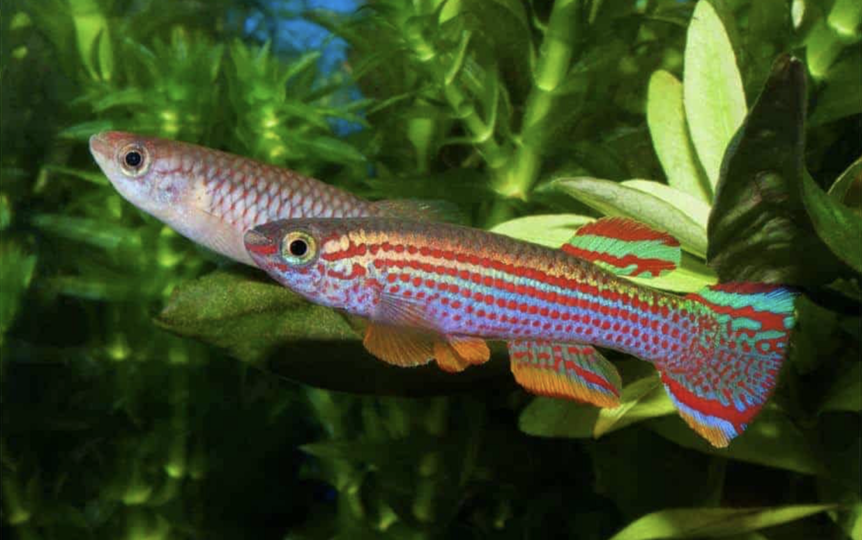 What should I do with a standard 10 gallon? - General Chat - Aquarium ...