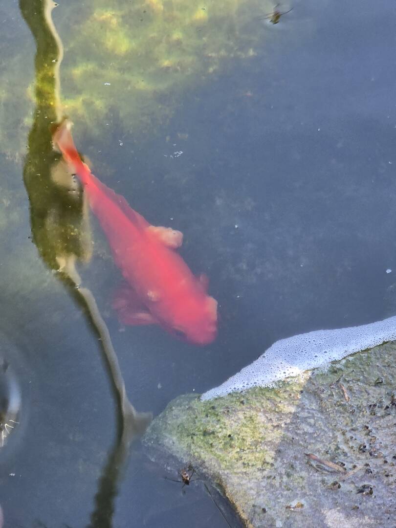 Koi Tumors - Diseases - Aquarium Co-Op Forum