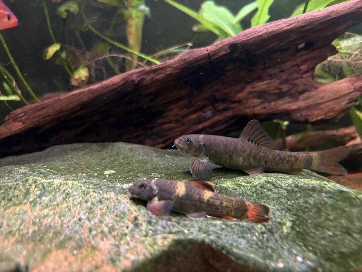 d22f1ef5-b531-457b-93d3-3d01e84e7aad.jpg - Fish Pictures - Aquarium Co ...