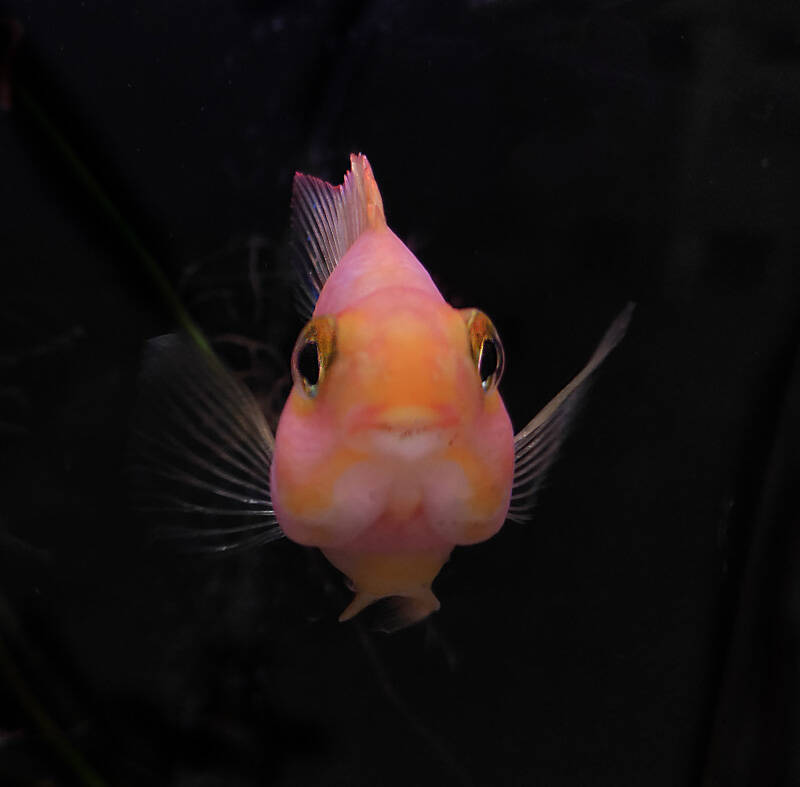 Tiger barbs with Red Blood Parrots - General Chat - Aquarium Co-Op Forum