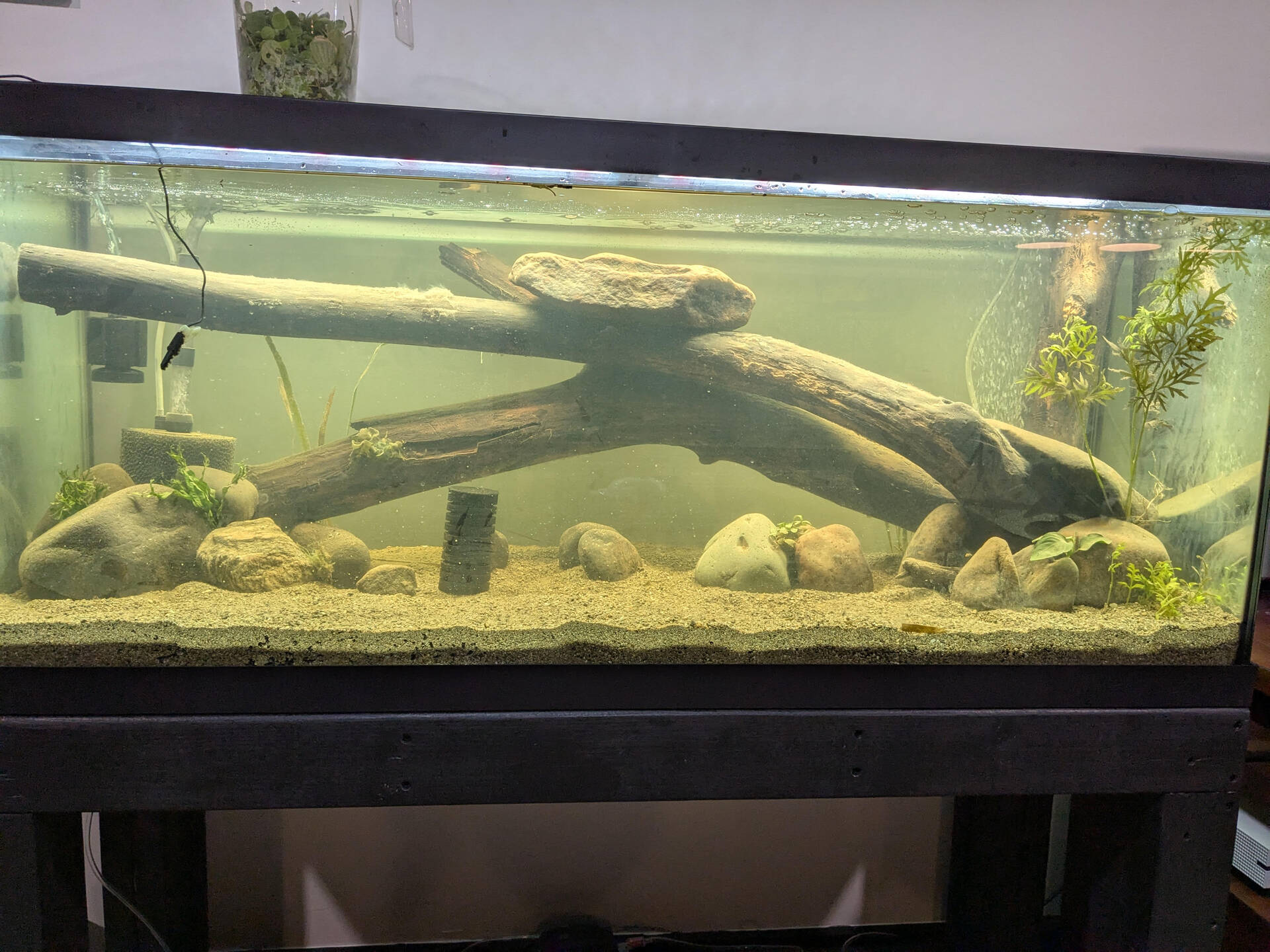 Stocking for a 75 Gal Dojo loach tank - General Chat - Aquarium Co-Op Forum
