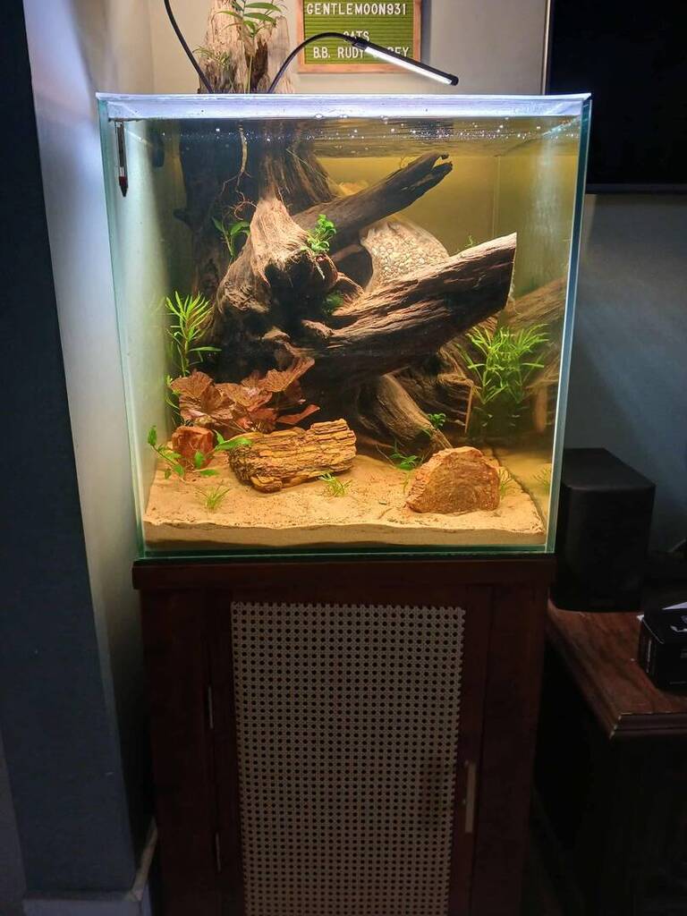 Your favorite schooling fish for community tank! - General Chat ...