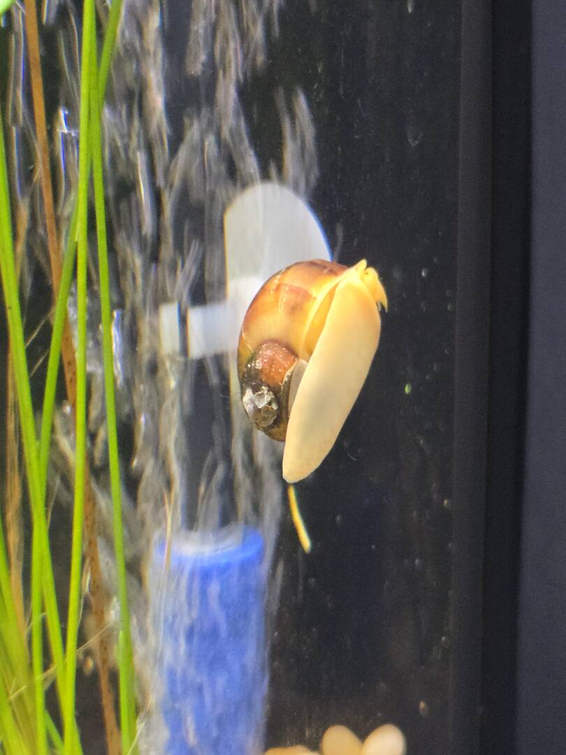 Shell damage - Snails Chat - Aquarium Co-Op Forum
