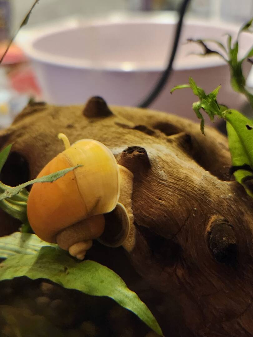 Snail shell going/growing pale? - Snails Chat - Aquarium Co-Op Forum