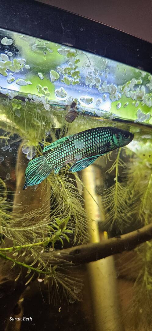 Fin damage and body rot- help! - Diseases - Aquarium Co-Op Forum