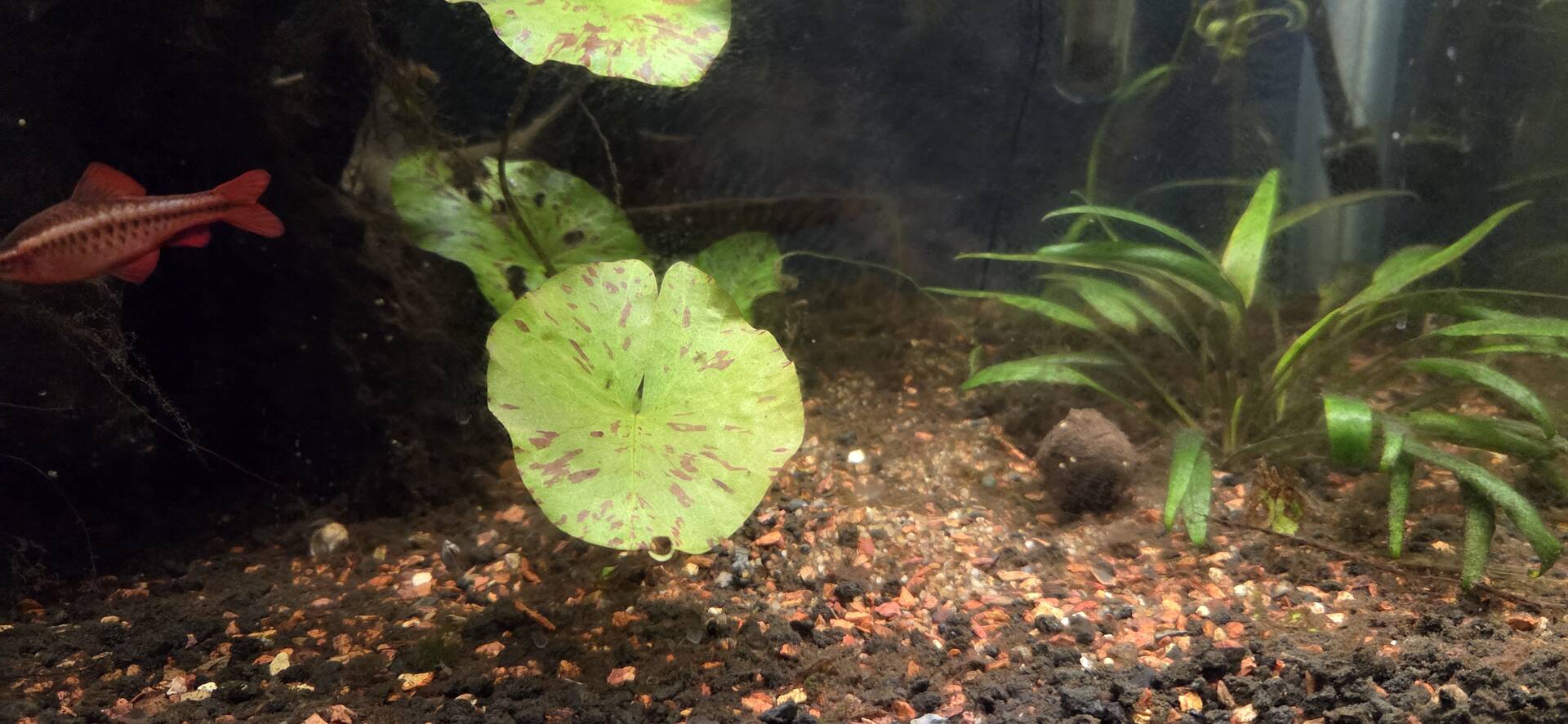 Lily bulb separated from plant - Plants, Algae, and Fertilizers ...