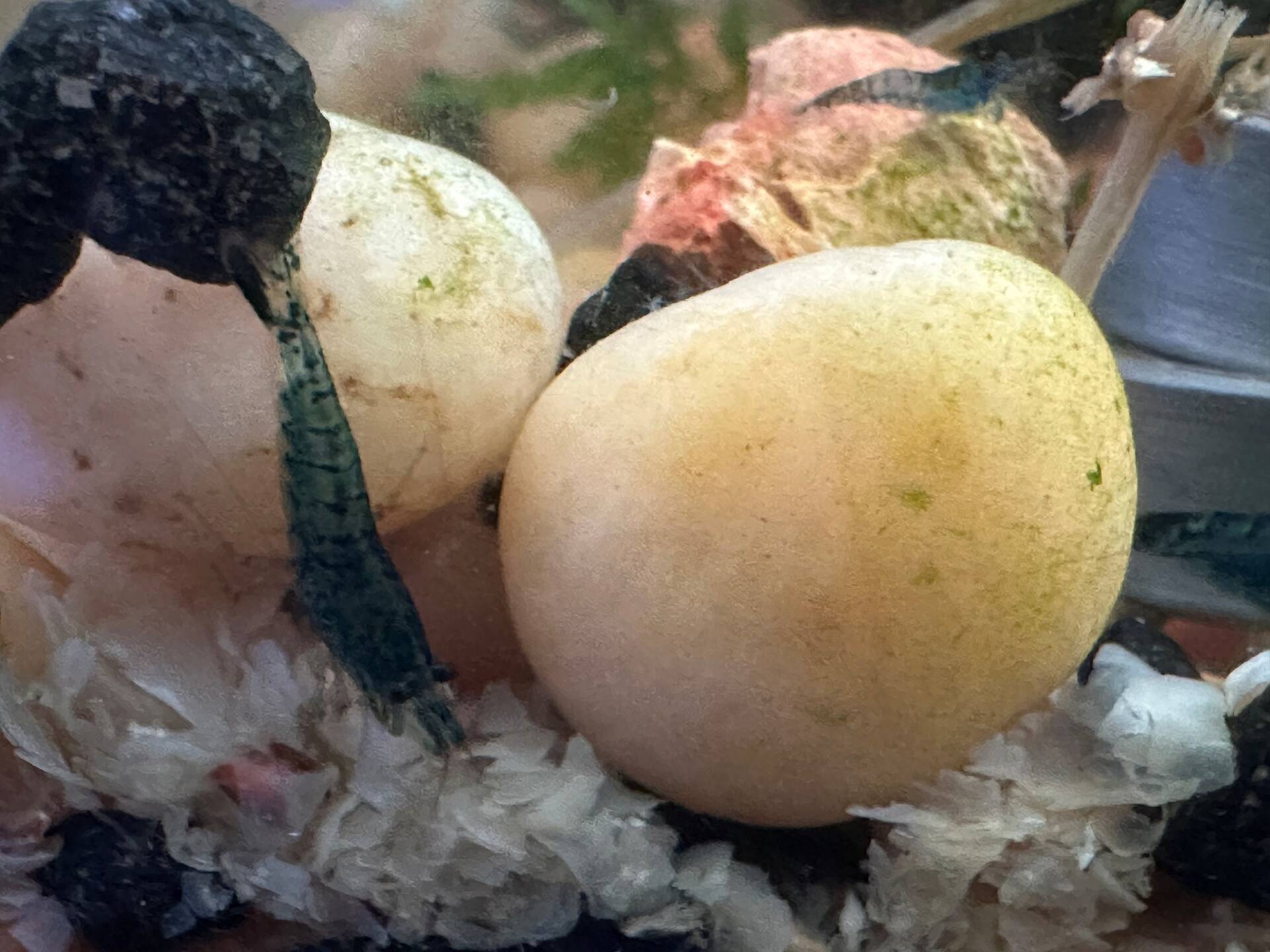 GooseShrimp - Aquarium Co-Op Forum