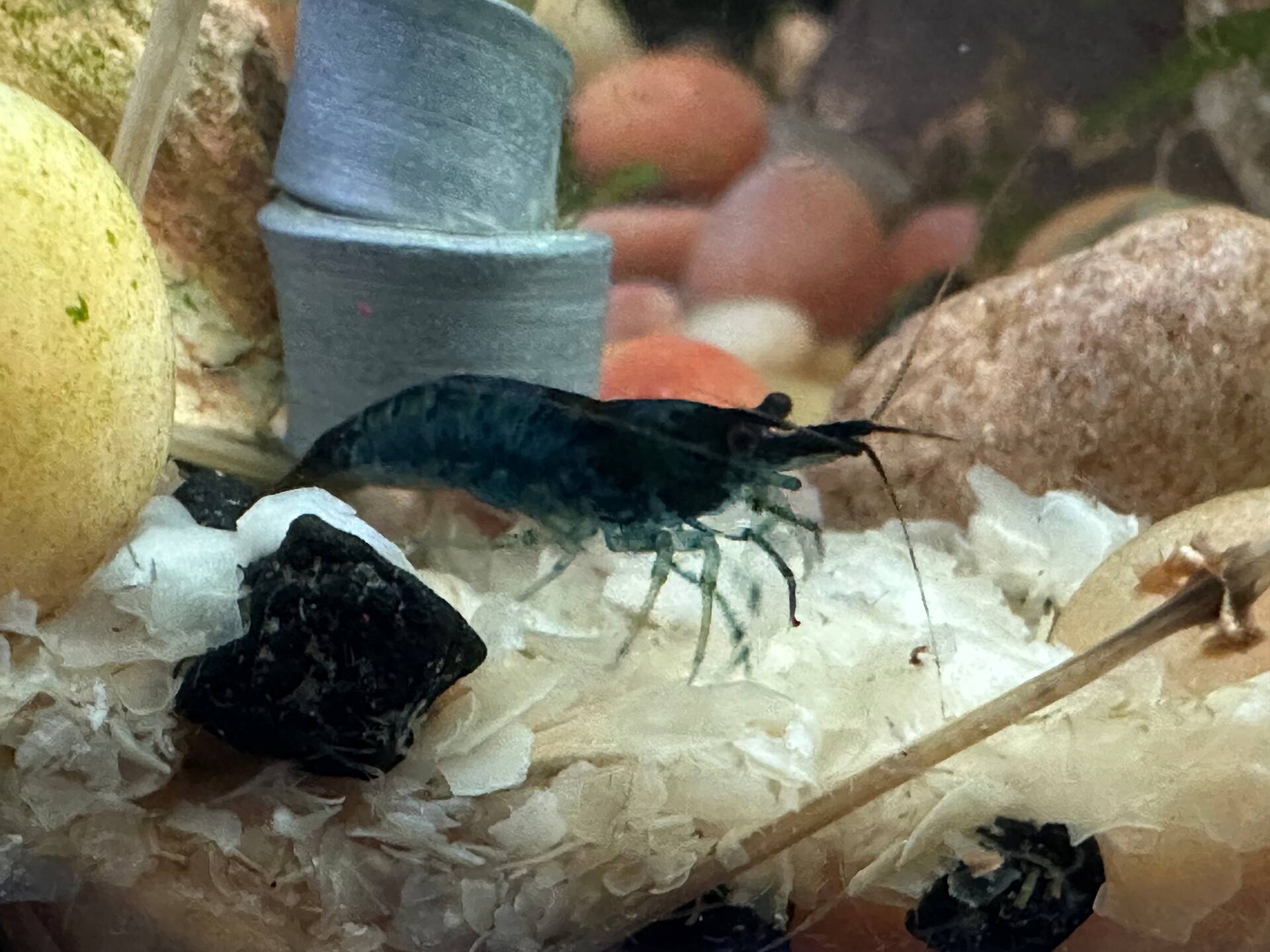 GooseShrimp - Aquarium Co-Op Forum
