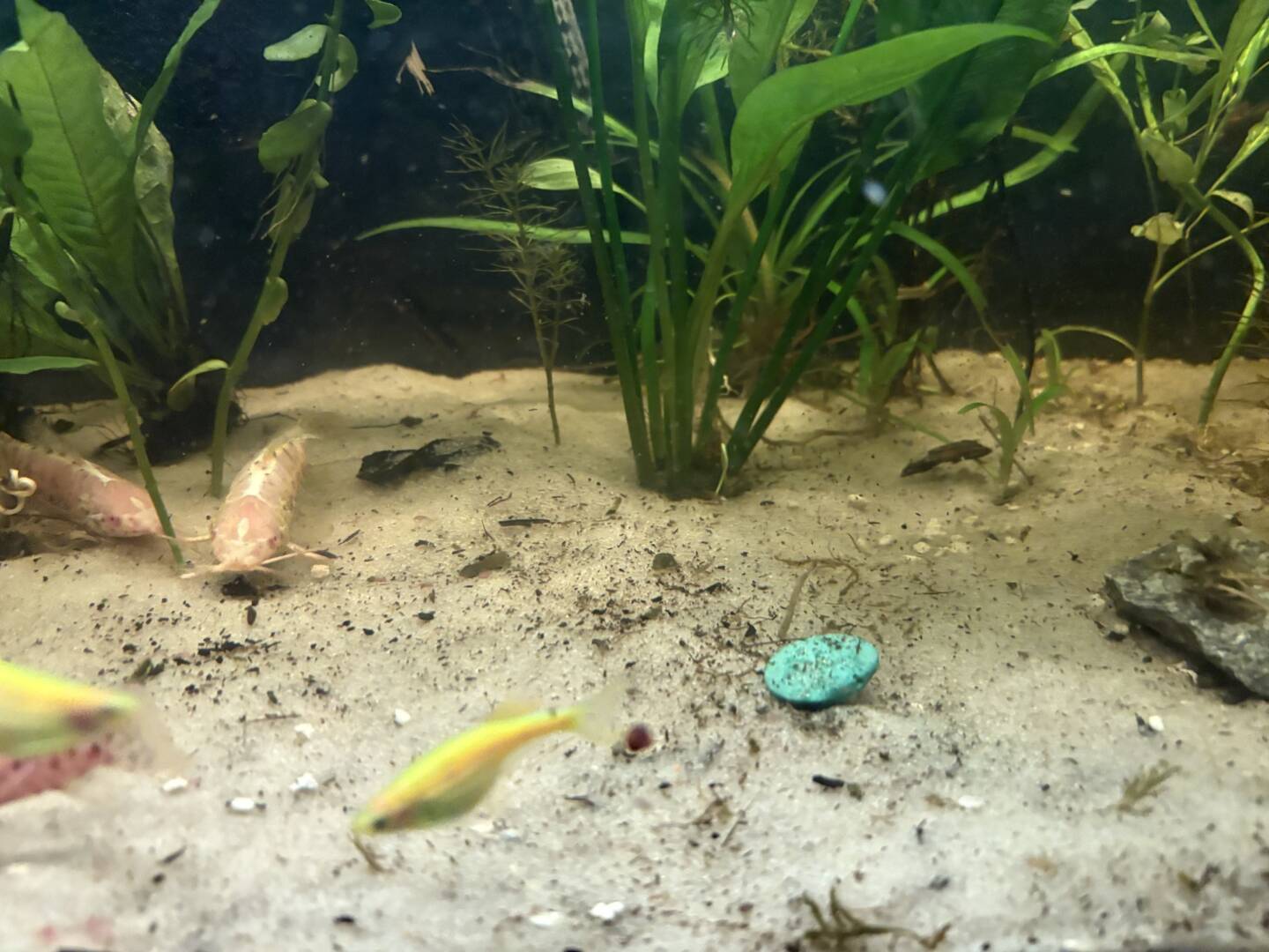 Glow Fish Danio eating Neocardinia Shrimp - General Chat - Aquarium Co ...