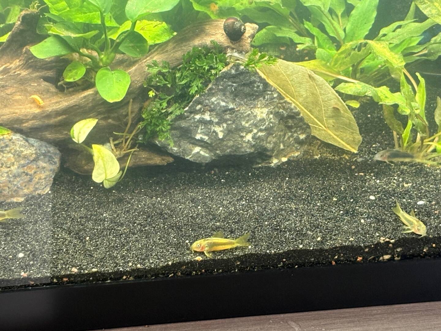 Dan's Fish Arrival - 5 star - General Chat - Aquarium Co-Op Forum