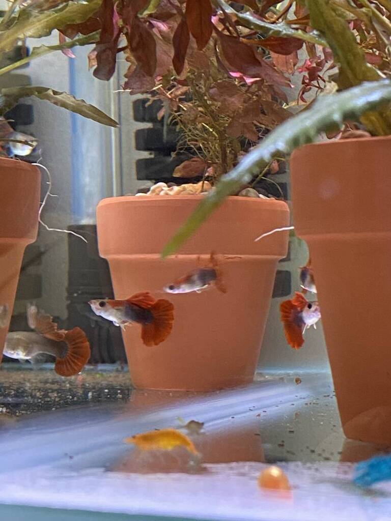 New breading project, 😀 - Fish Breeding - Aquarium Co-Op Forum