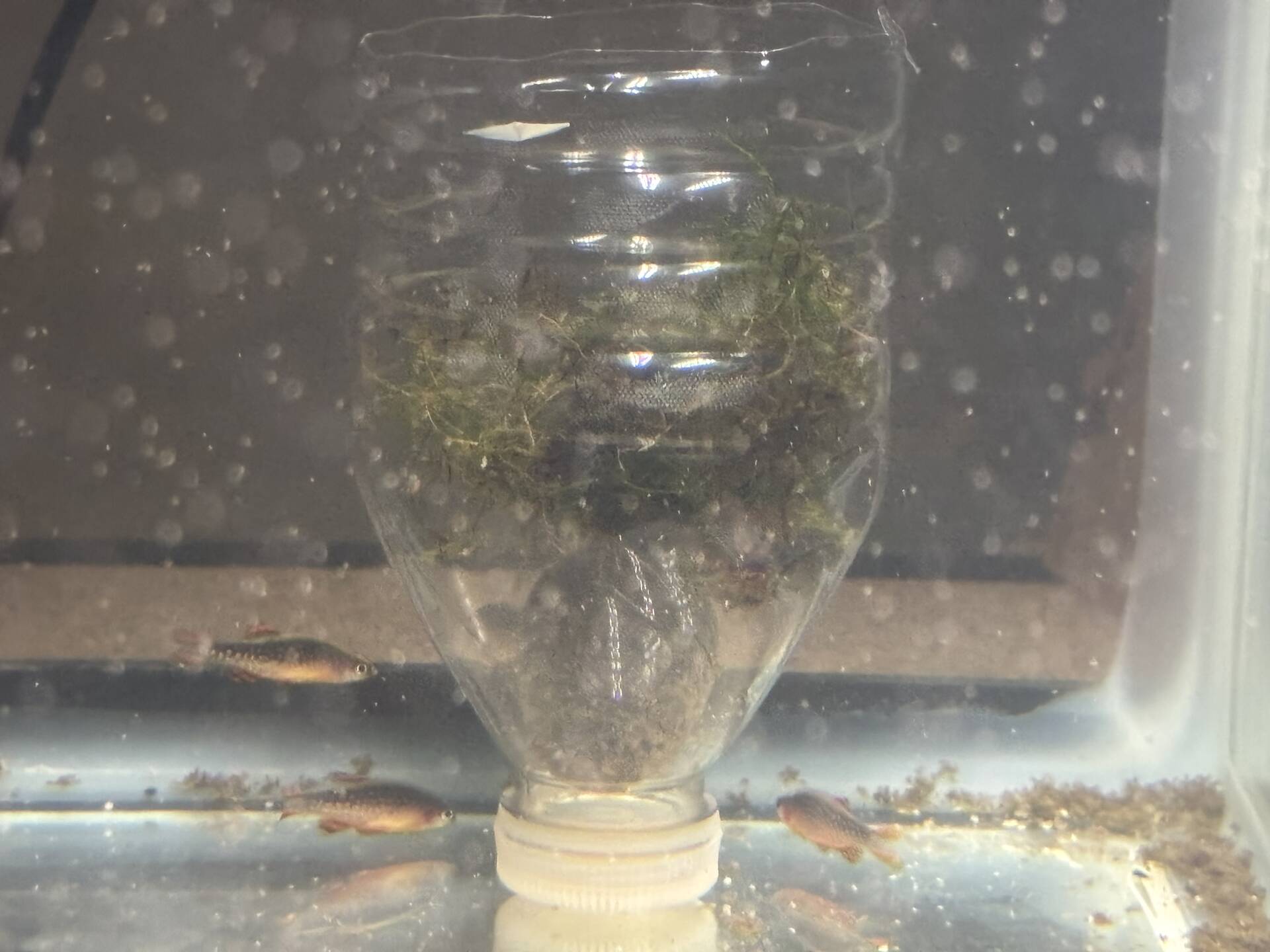 My CPD Finally SPAWNED!! - Fish Breeding - Aquarium Co-Op Forum