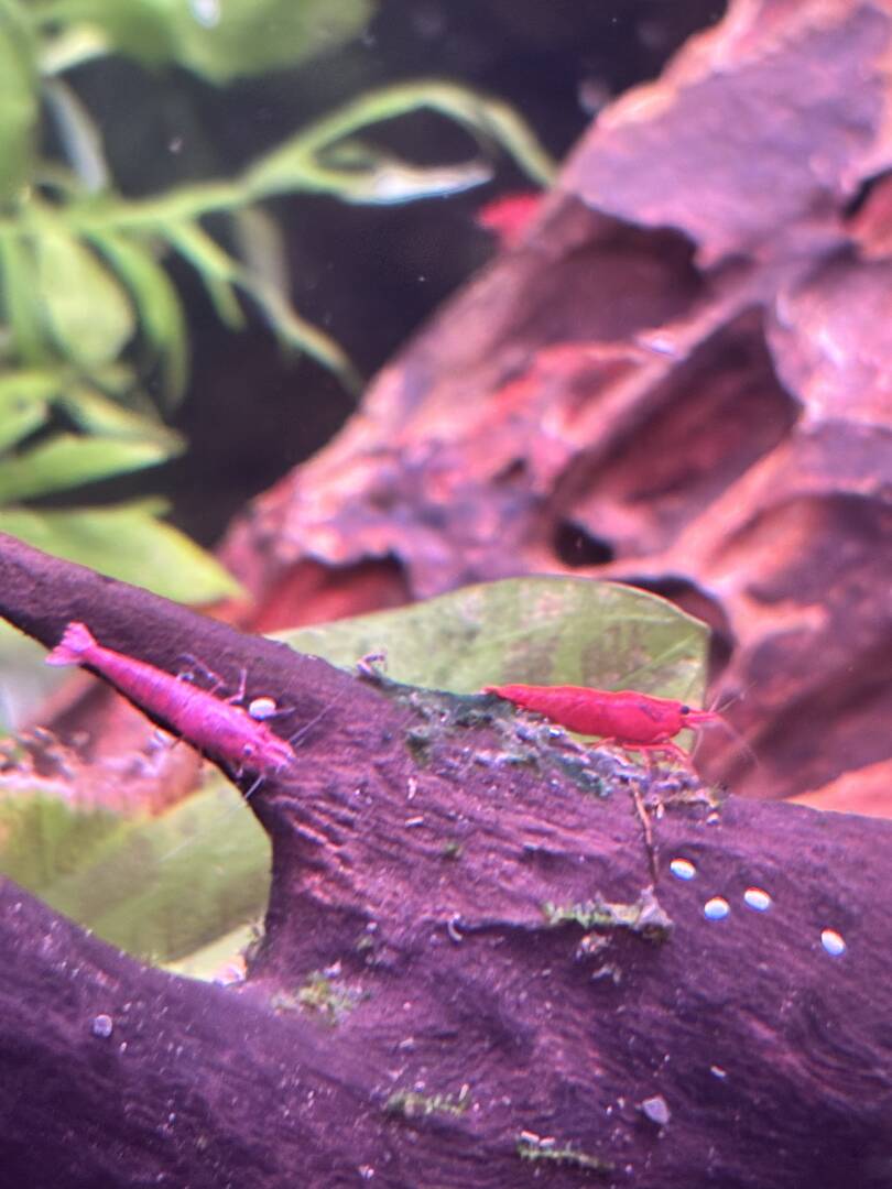 Pink cherry shrimp! Is it okay? - Shrimp Chat - Aquarium Co-Op Forum