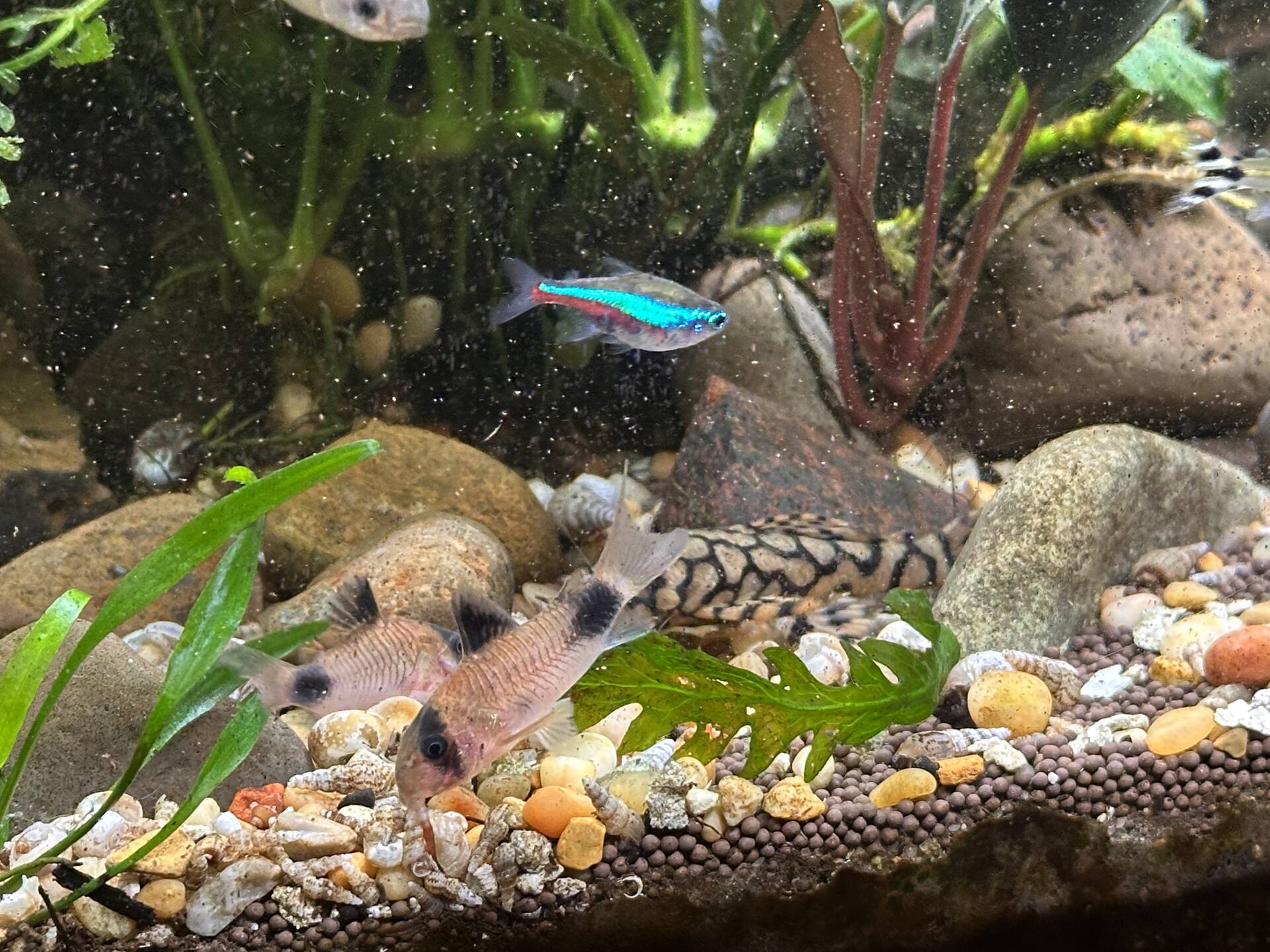 The Panda Cory Appreciation Society🐼 - General Chat - Aquarium Co-Op Forum