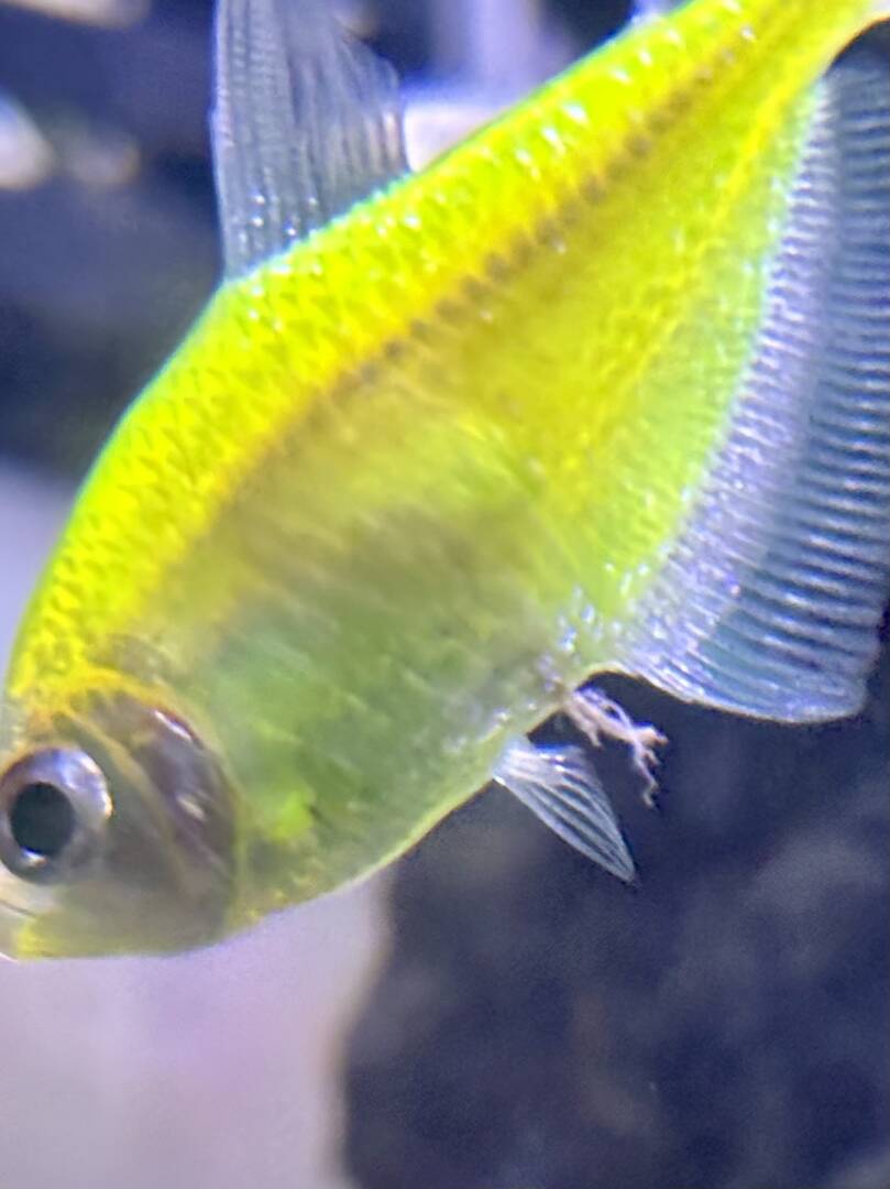 Please help me identity if this is a parasitic worm or weird poop ...