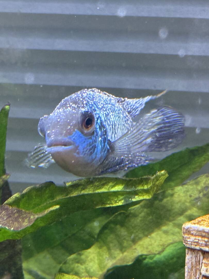 Spots on fish….help! - General Chat - Aquarium Co-Op Forum