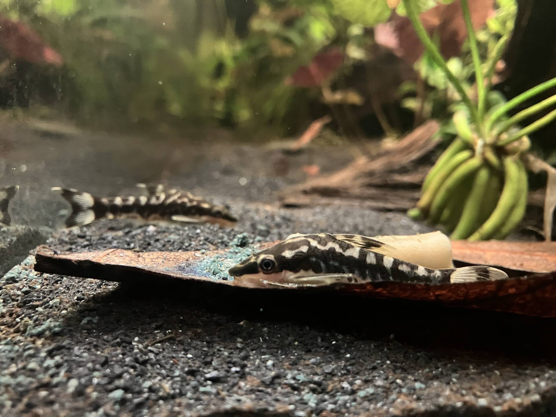 Catfish from Santa (and an otocinclus question) - General Chat ...