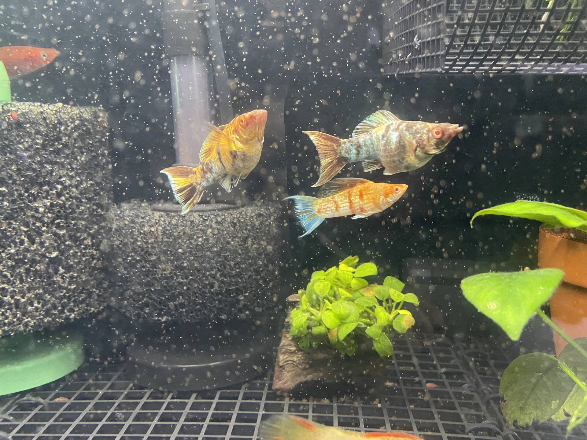 Do I dare get sailfin mollies? - General Chat - Aquarium Co-Op Forum