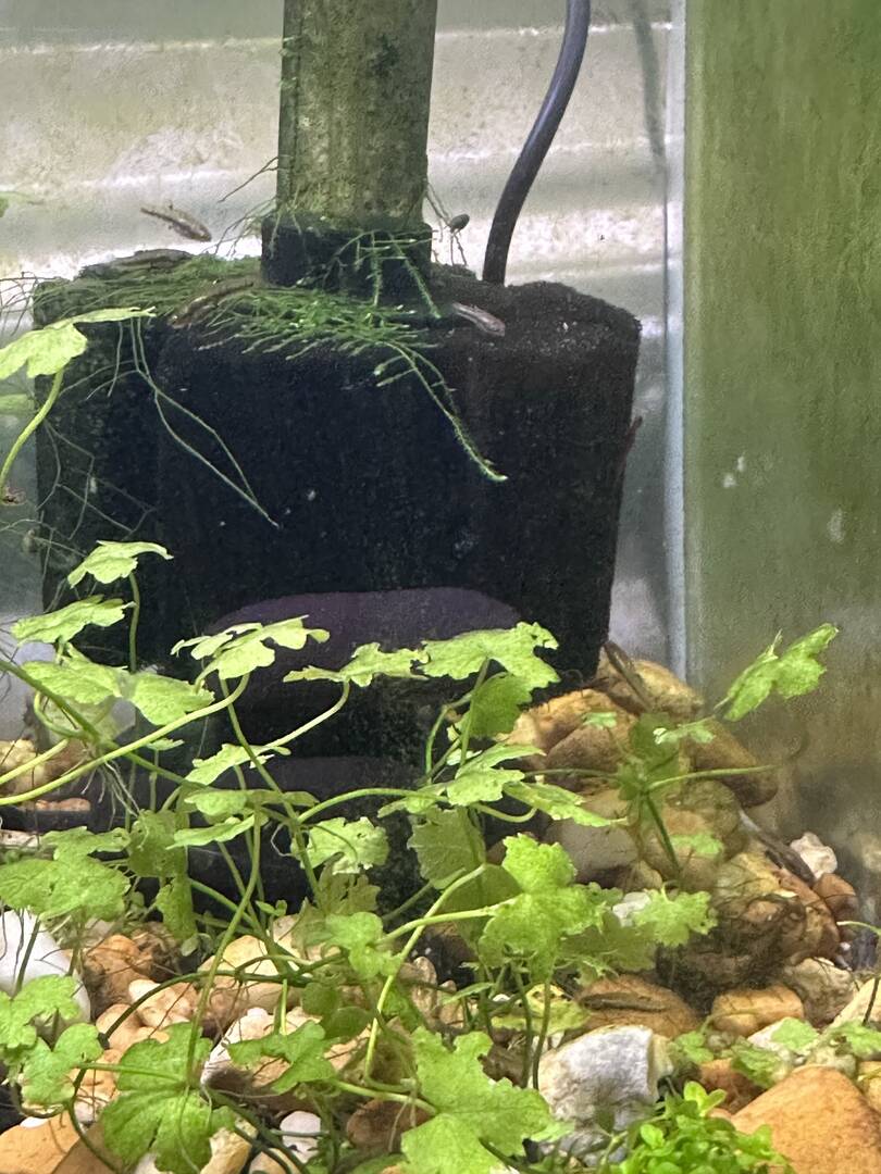 Community Tanks - Photos, Videos & Journals - Aquarium Co-Op Forum