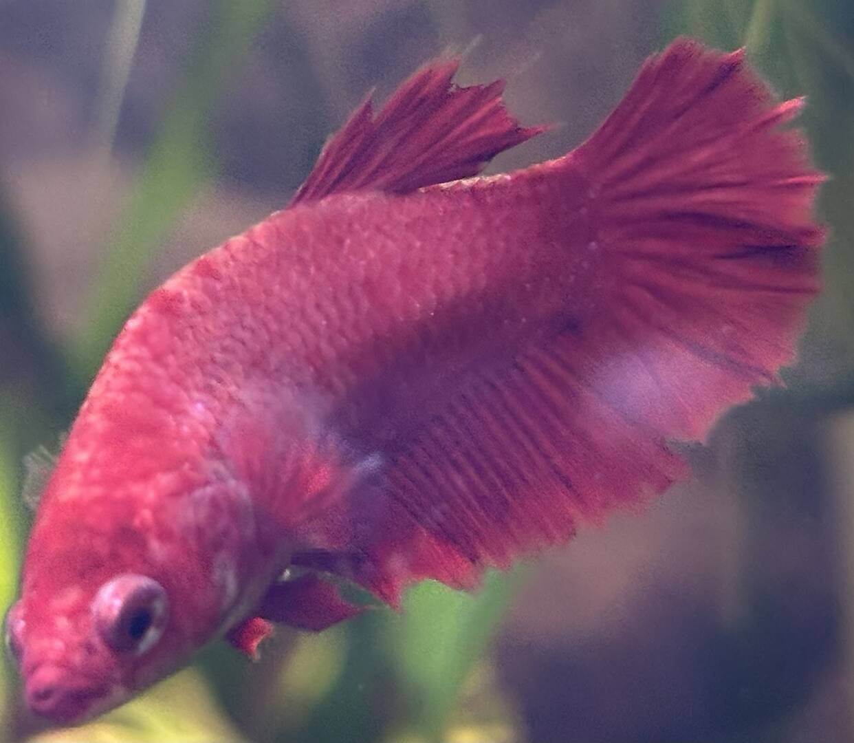 Betta’s Fin - General Chat - Aquarium Co-Op Forum