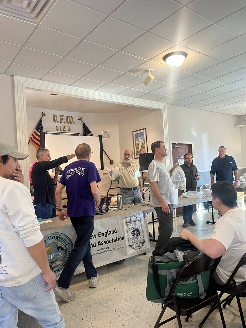 New England Cichlid Association Fall Auction 2025 Recap - General Chat ...