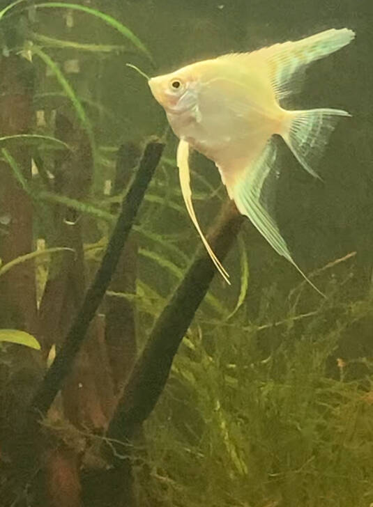 Angelfish eating moss like spaghetti noodle - General Chat - Aquarium ...