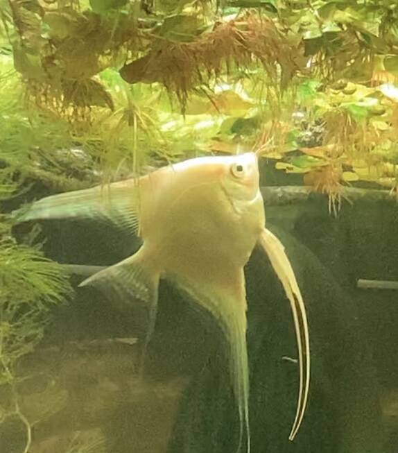 Angelfish eating moss like spaghetti noodle - General Chat - Aquarium ...