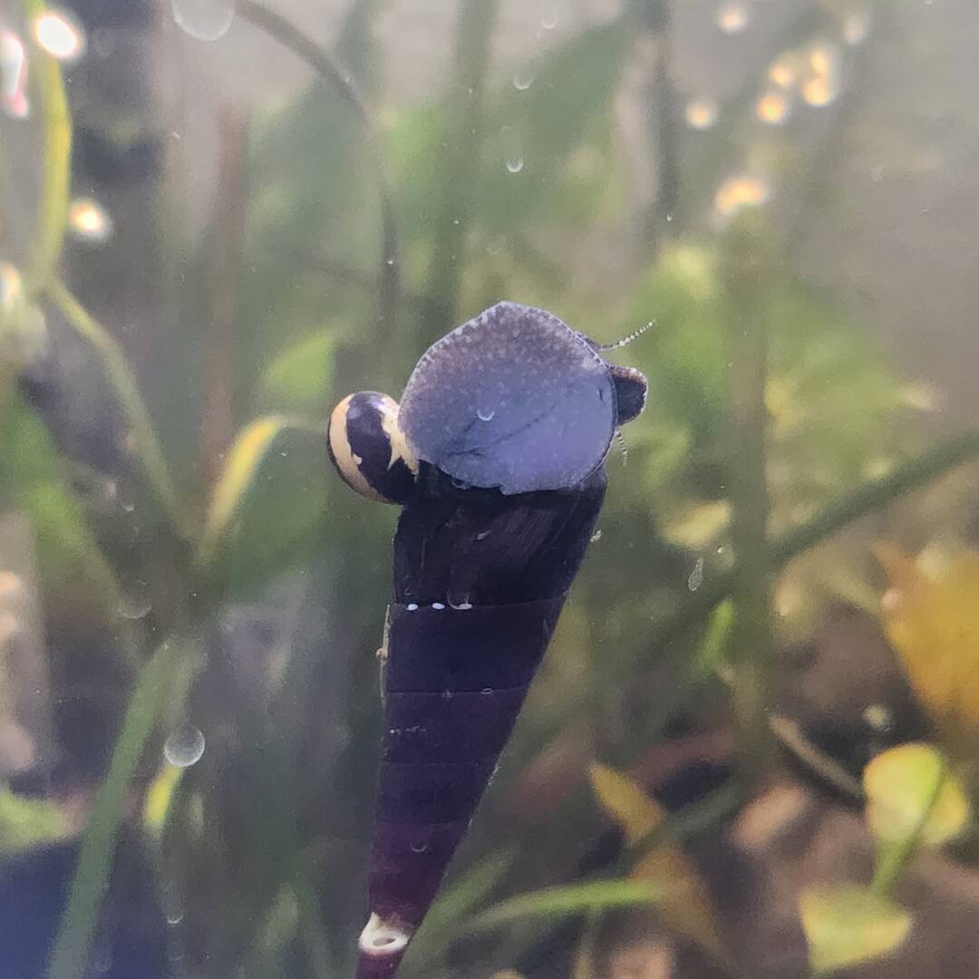 Need help with weird dots on black devil spike snails - Snails Chat ...