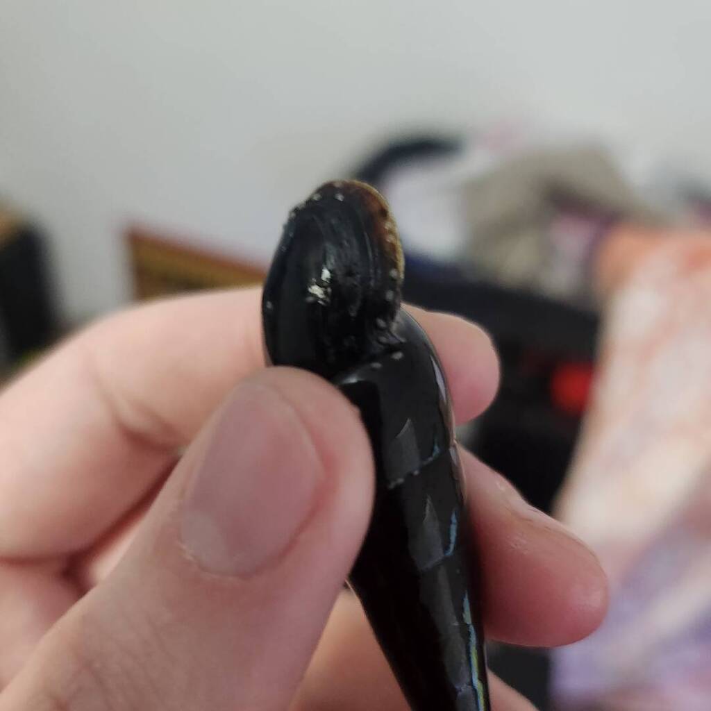 Need help with weird dots on black devil spike snails - Snails Chat ...