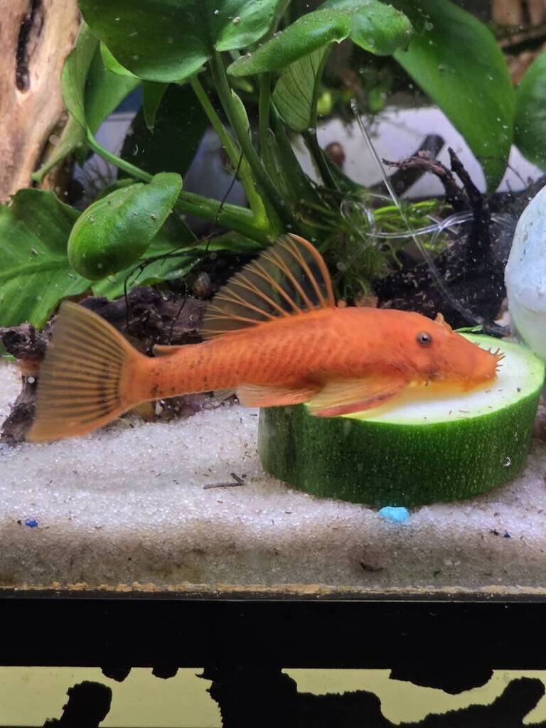 What is my super red pleco considered to be? - General Chat - Aquarium ...