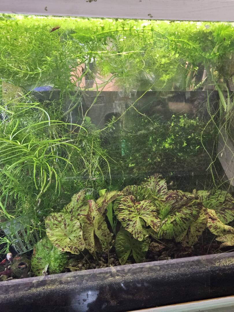 Show me your "temporary" tank(s) - General Chat - Aquarium Co-Op Forum