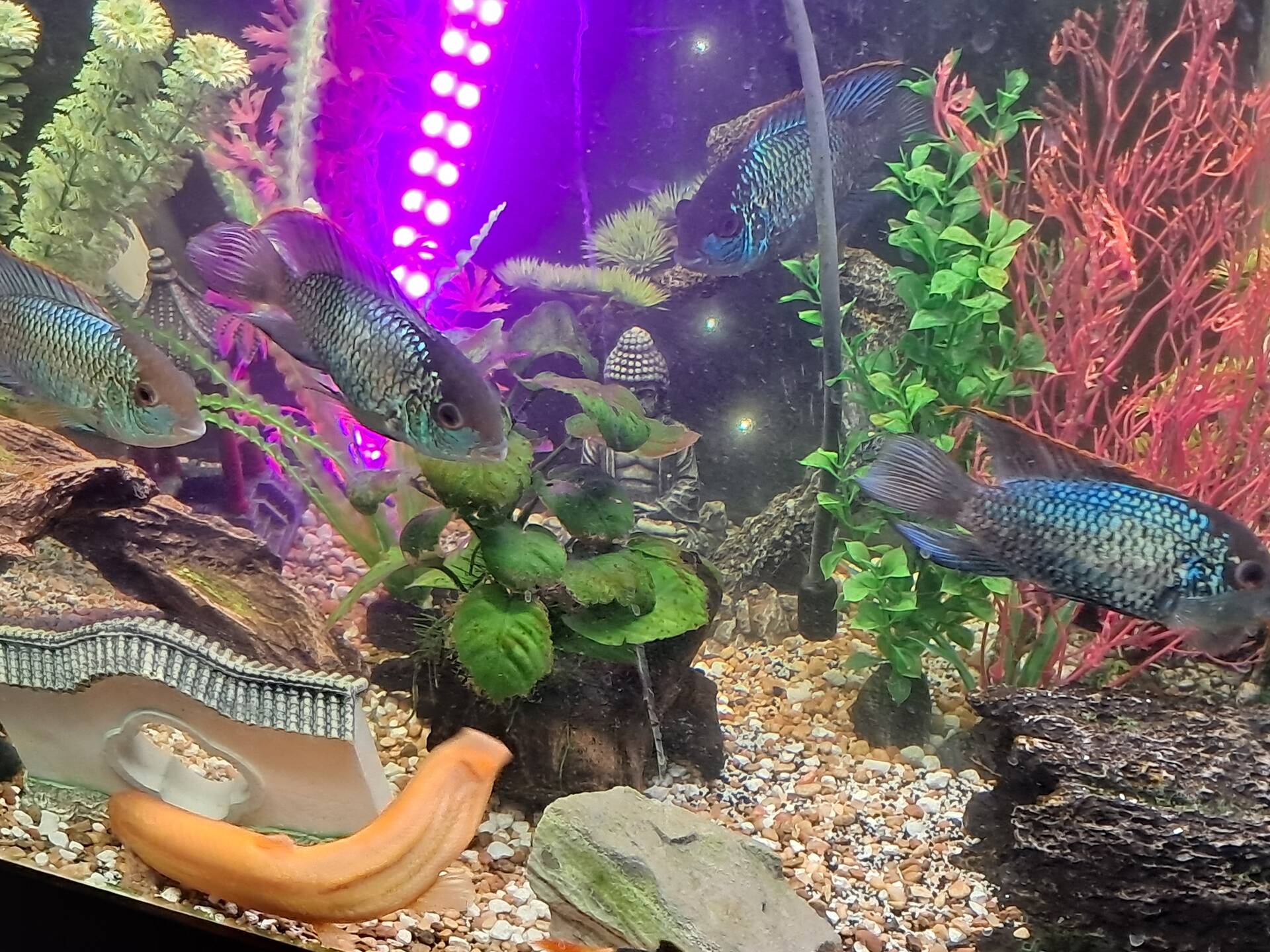 Stocking for a 75 Gal Dojo loach tank - Page 2 - General Chat ...