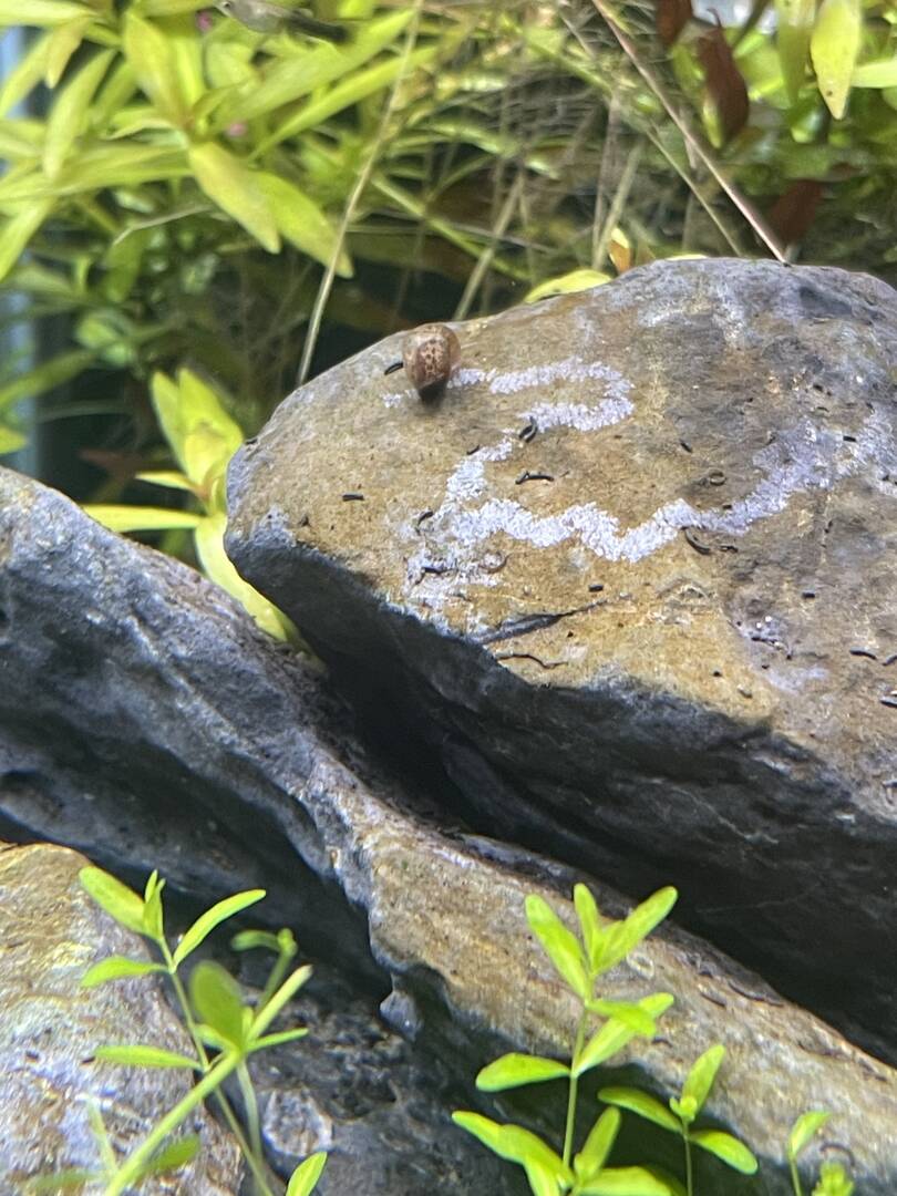 Snails for algae on Anubias - Snails Chat - Aquarium Co-Op Forum