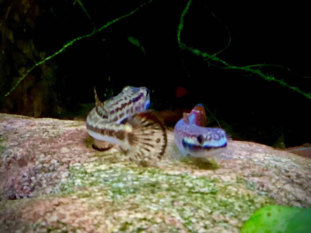 These funny little Annie’s gobies are cracking me up - General Chat ...
