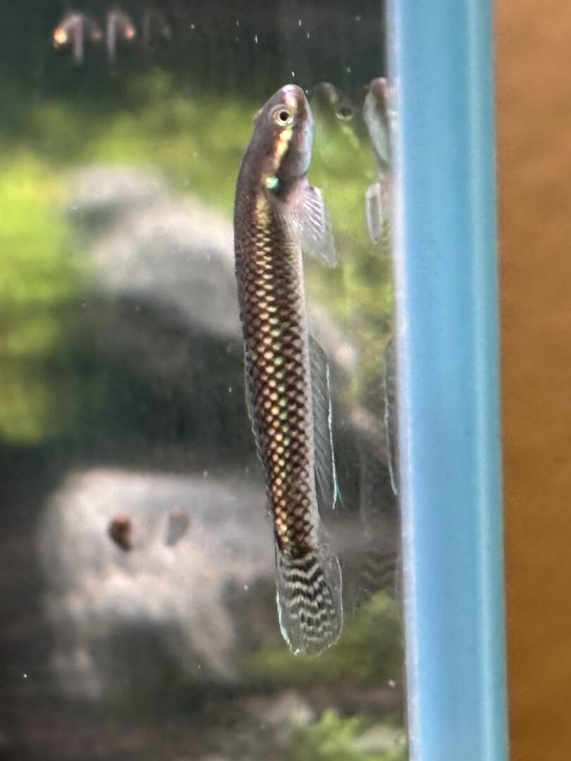 These funny little Annie’s gobies are cracking me up - General Chat ...
