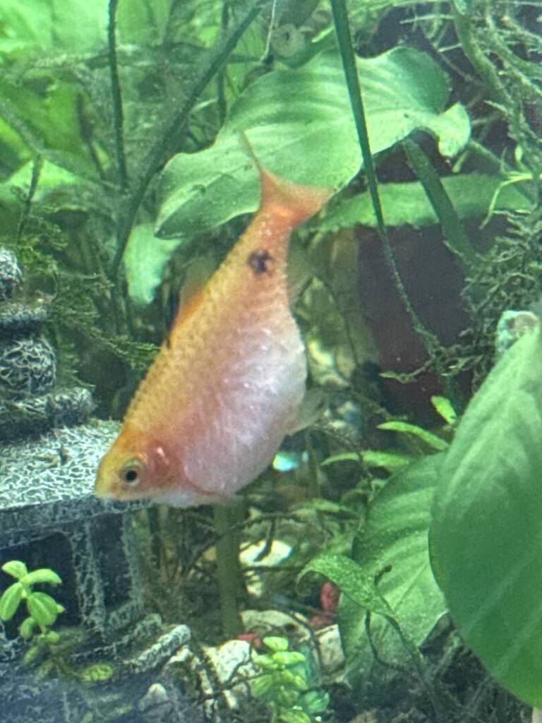 Cured dropsy - Rosy Barb - Diseases - Aquarium Co-Op Forum