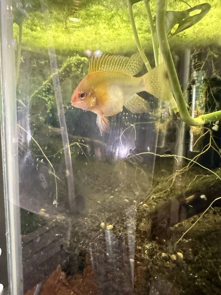 Gold Ram Swollen Belly - Diseases - Aquarium Co-Op Forum