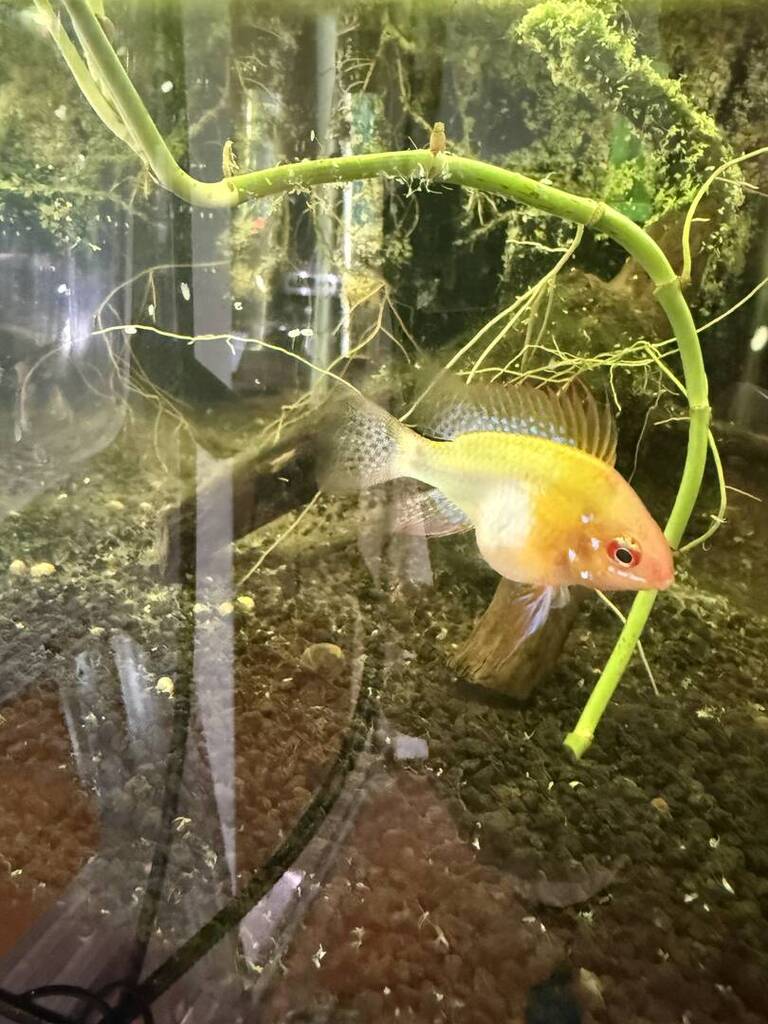 Gold Ram Swollen Belly - Diseases - Aquarium Co-Op Forum