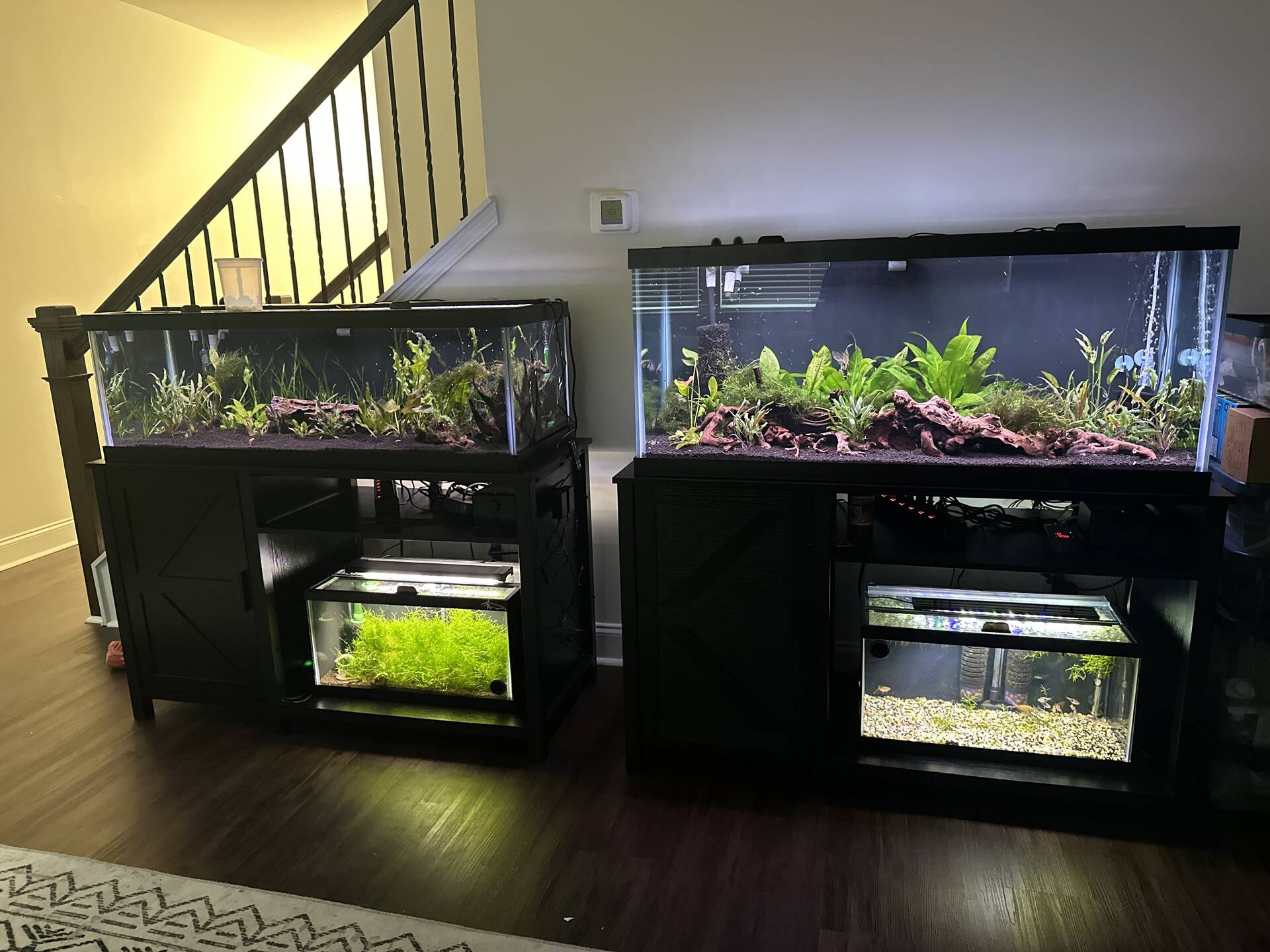 Pea puffer breeding. Can you have too large of a tank? - Fish Breeding ...