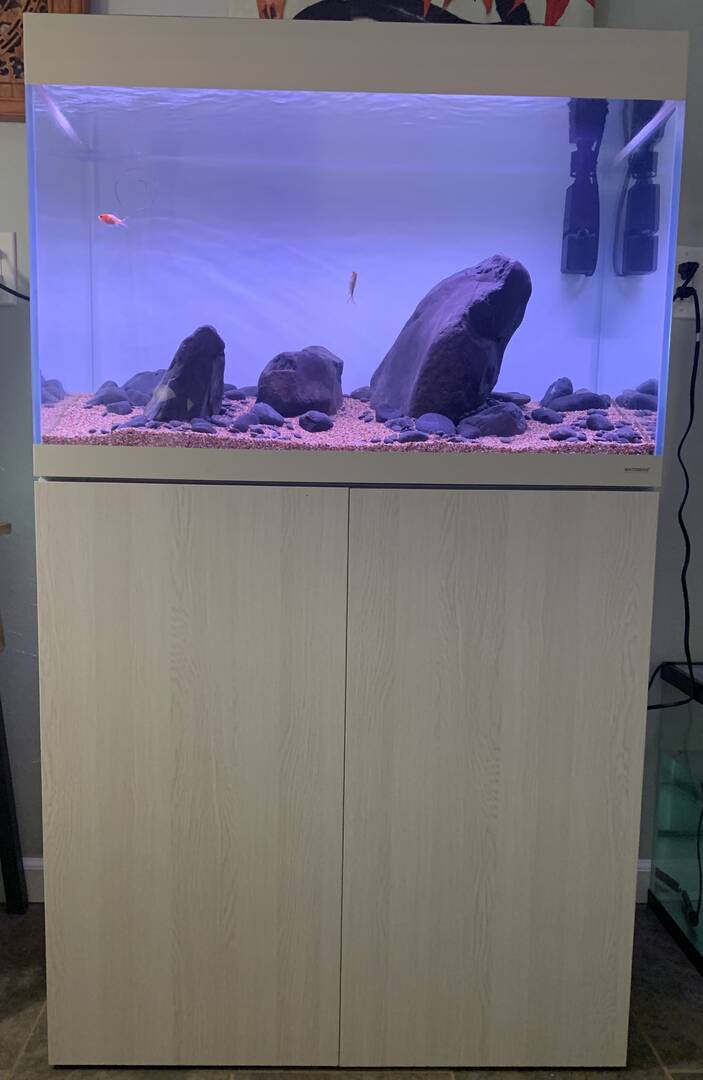 Waterbox Eden 40 Planted Tank CO2 - Photos, Videos & Journals ...