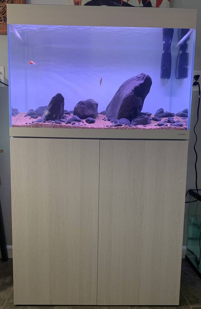 Waterbox Eden 40 Planted Tank CO2 - Photos, Videos & Journals ...