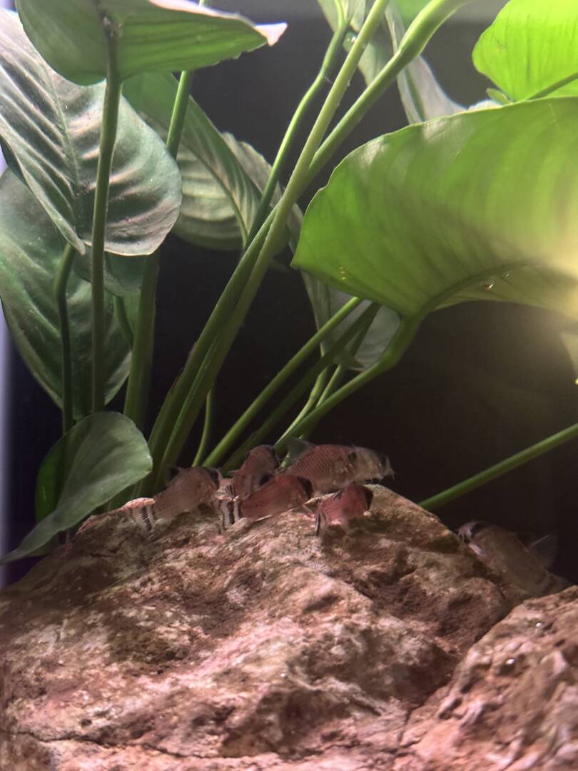 Brain Bleach - Flag Tailed Panda Corydoras (Hoplisoma Oiapoquense ...
