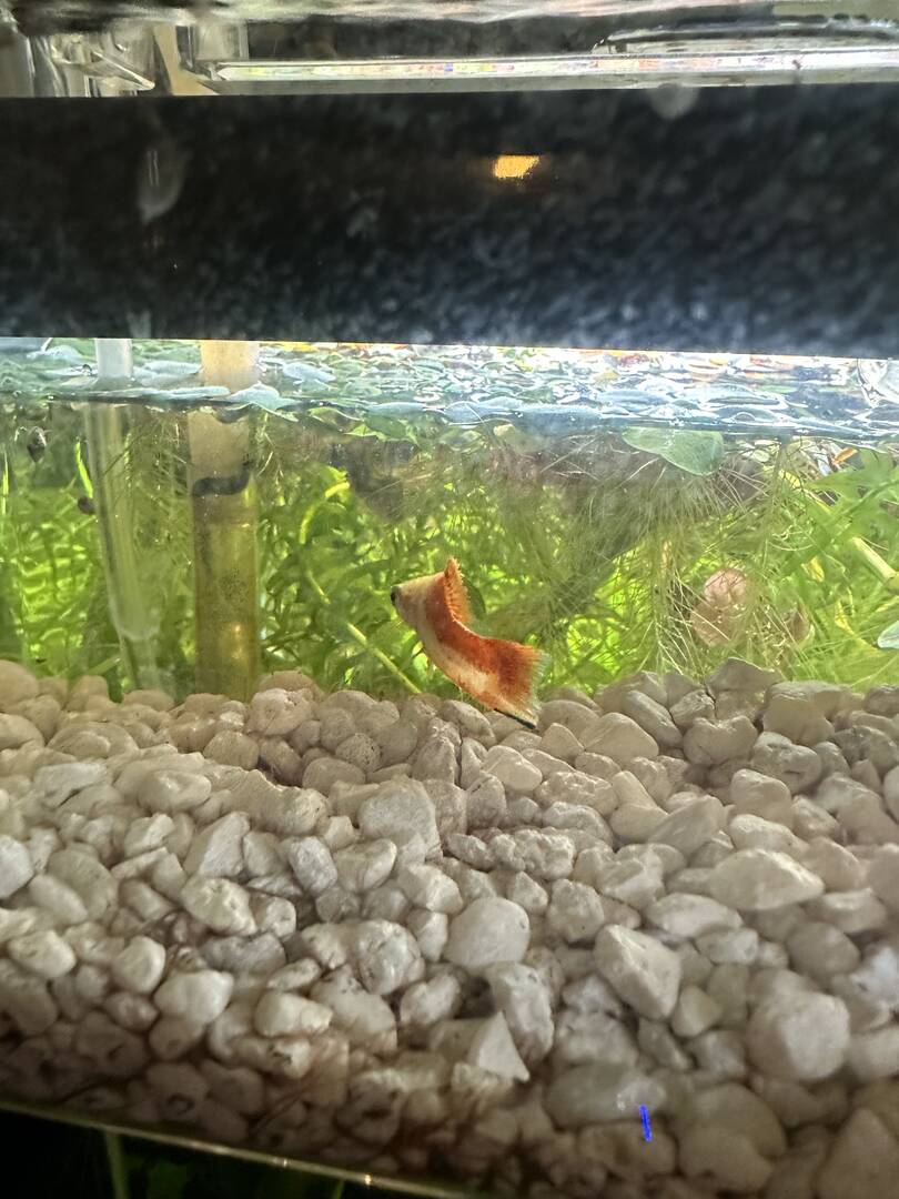Swordtail bent spine - Diseases - Aquarium Co-Op Forum