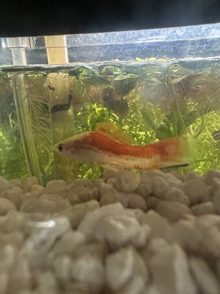 Swordtail bent spine - Diseases - Aquarium Co-Op Forum