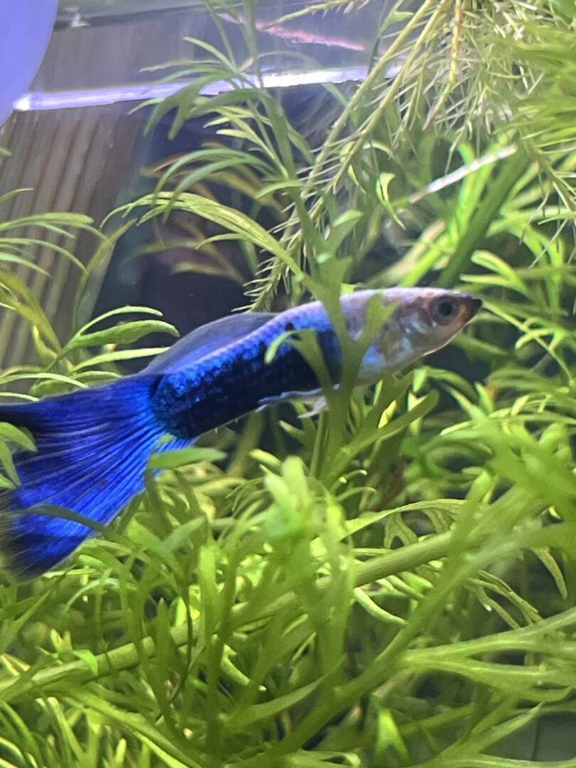 Guppy Fry Gender Help - Fish Breeding - Aquarium Co-Op Forum